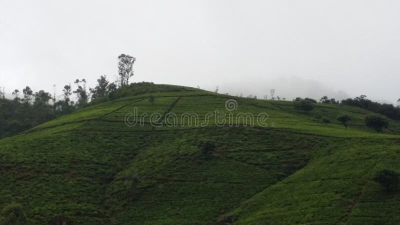 Laogi Tea Stock Photos - Free & Royalty-Free Stock Photos from Dreamstime