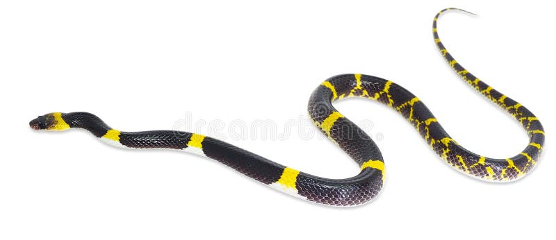 Laotian Wolf Snake Lycodon Laoensis Stock Image - Image of long, black ...