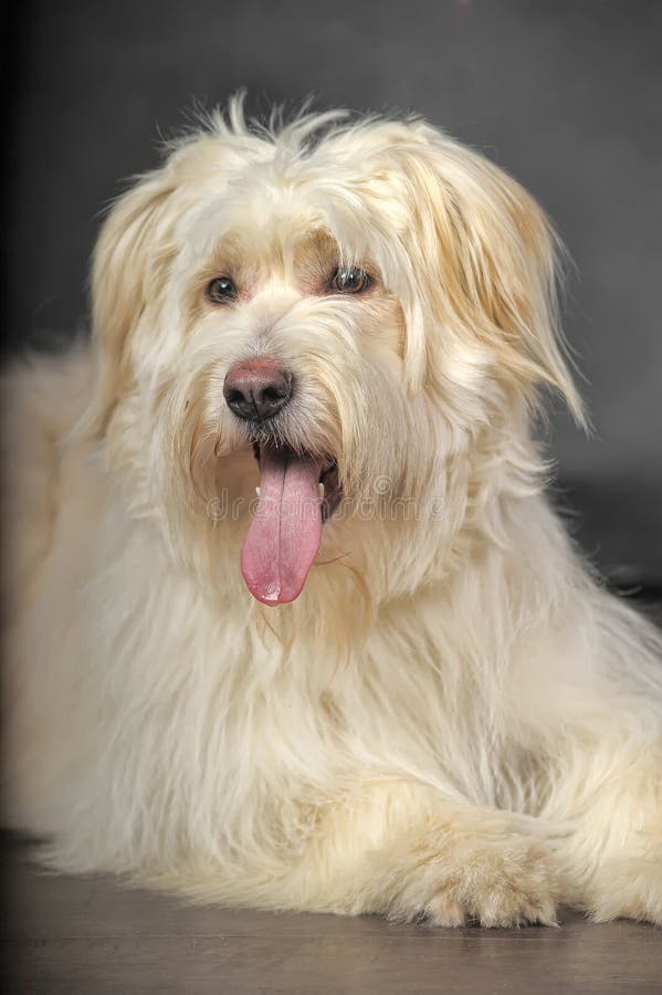 Lap-dog stock image. Image of fluffy, bobtail, cute, maltese - 36263783