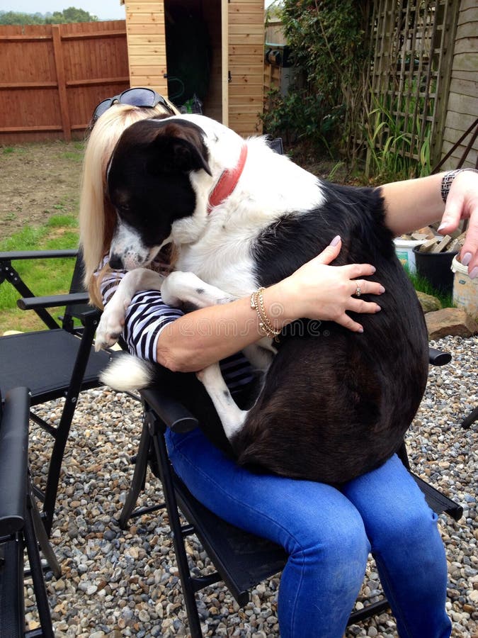 Lap dog stock photo. Image of cuddling, collie, border - 44261166