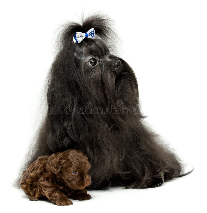 Lap dog with a puppy stock image. Image of beast, shaggy - 14163131