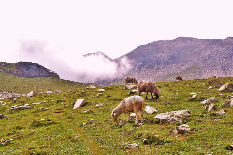 Nature stock image. Image of grow, slow, nature - 126139553