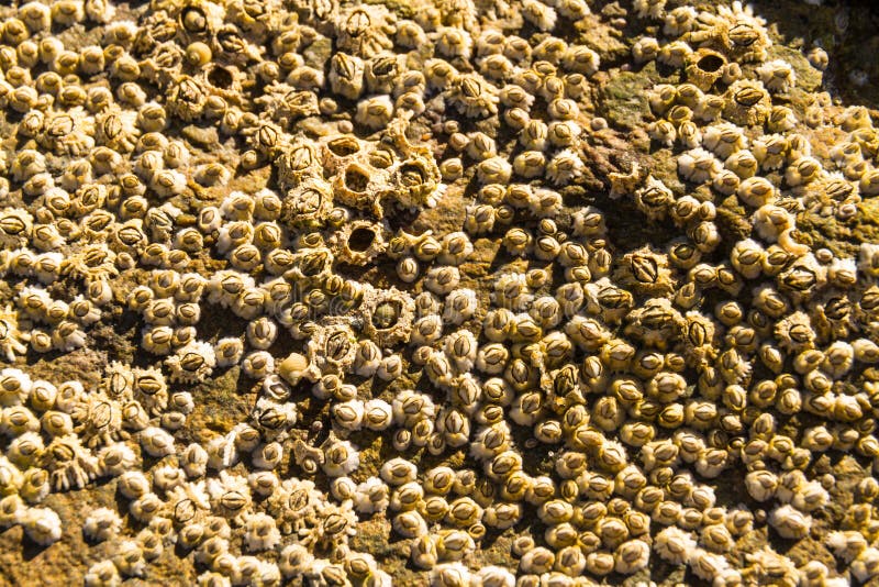 Lapa De Bellota, Balanoides De Semibalanus Foto de archivo - Imagen de ...