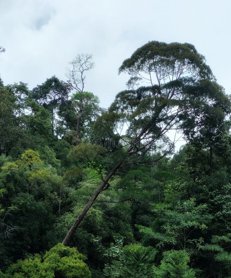 Lapak Jaru Stock Photos - Free & Royalty-Free Stock Photos from Dreamstime