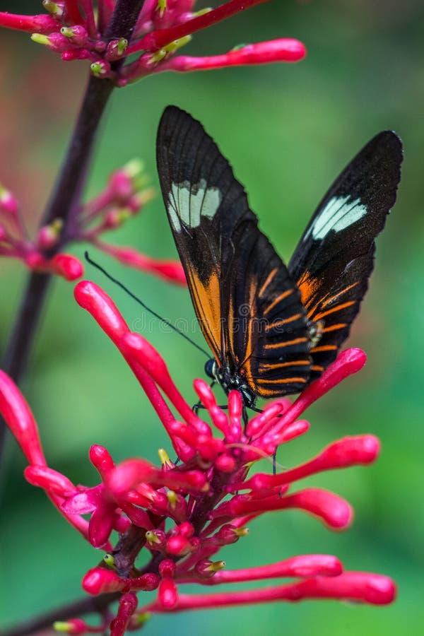 Laparus Doris, the Doris Longwing or Doris Butterfly on a Red Flower ...