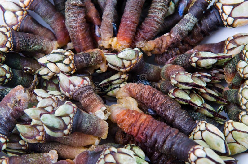 Lapas foto de archivo. Imagen de comida, cena, fauna - 37494364
