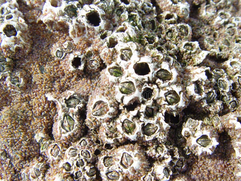 Lapas asociadas a la roca imagen de archivo. Imagen de algas - 52534109