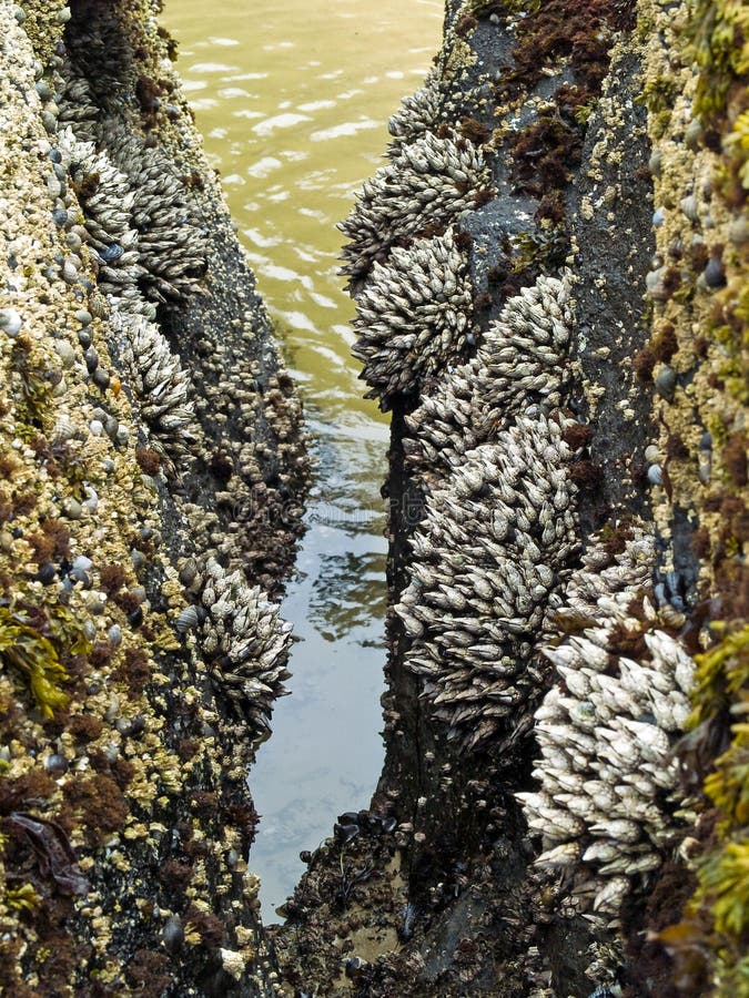 Barnacles Y Rocas En La Costa; Aldea Fuera De Foco En Segundo Plano ...