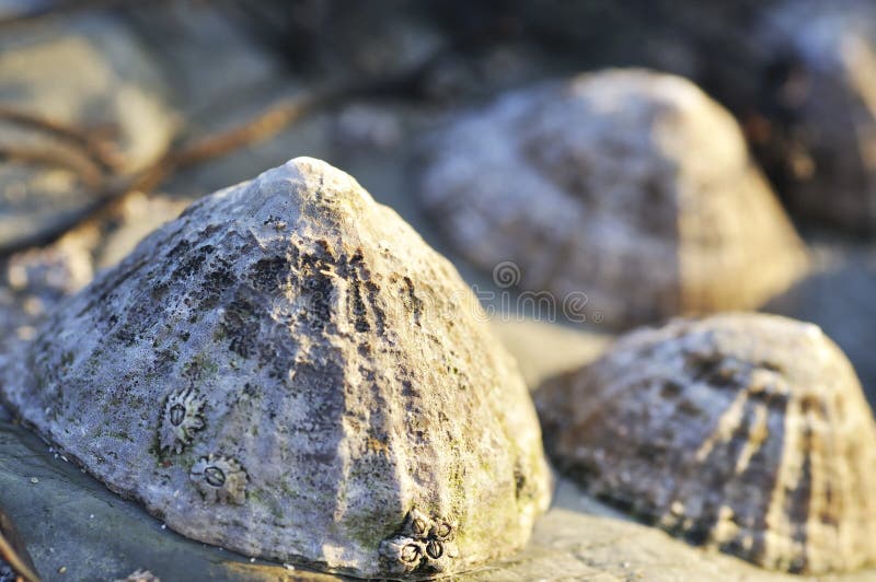 Lapas Del Mar En Una Roca De La Costa Foto de archivo - Imagen de ...
