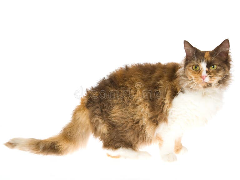 1,064 Calico Cats White Background Stock Photos - Free & Royalty-Free ...