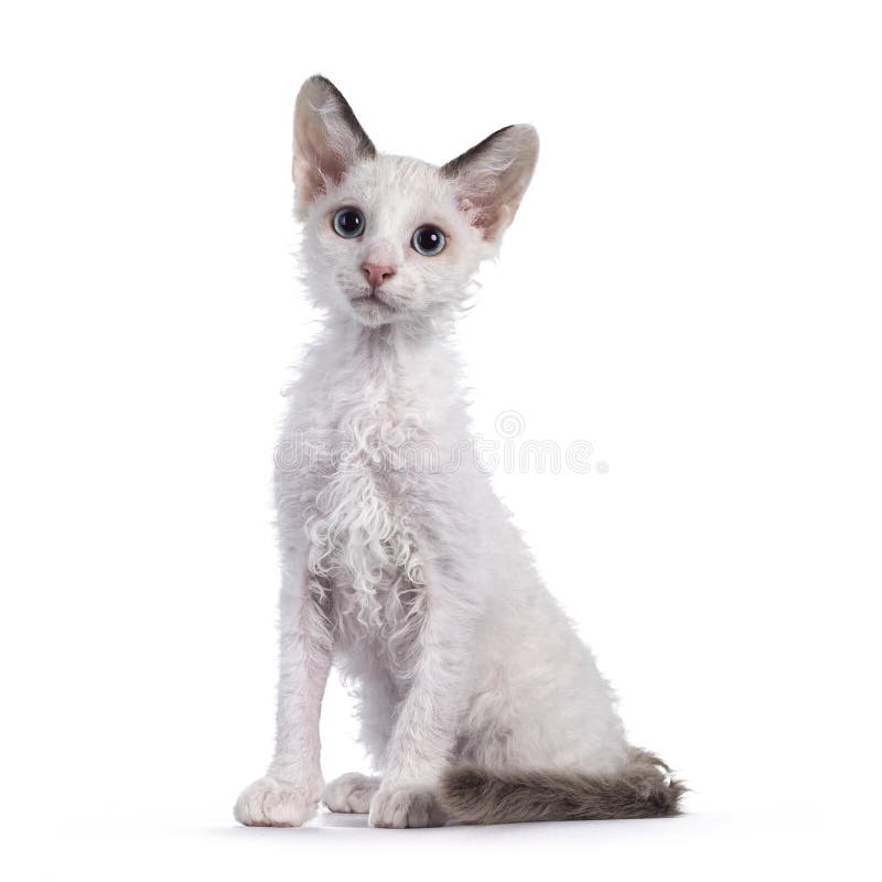 164 Laperm Cat Stock Photos - Free & Royalty-Free Stock Photos from ...