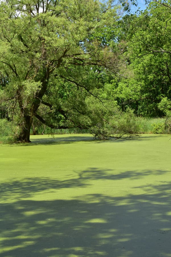 Lapham Peak State Park in Delafield Wisconsin Stock Photo - Image of ...
