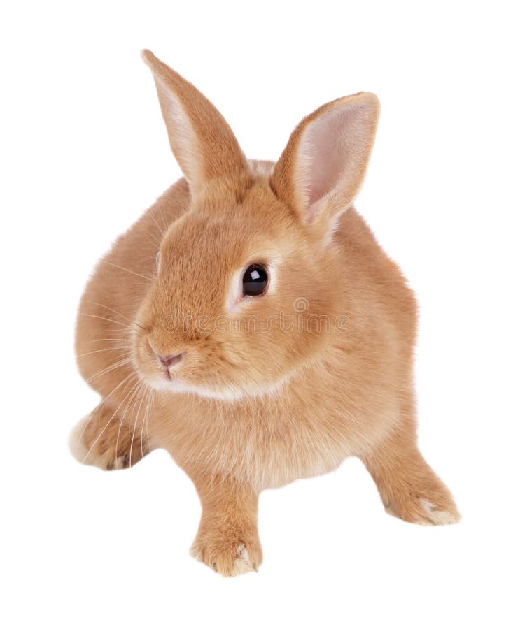 106 Photos de Jeune Lapin Roux Sur Le Blanc - Photos de stock gratuites ...