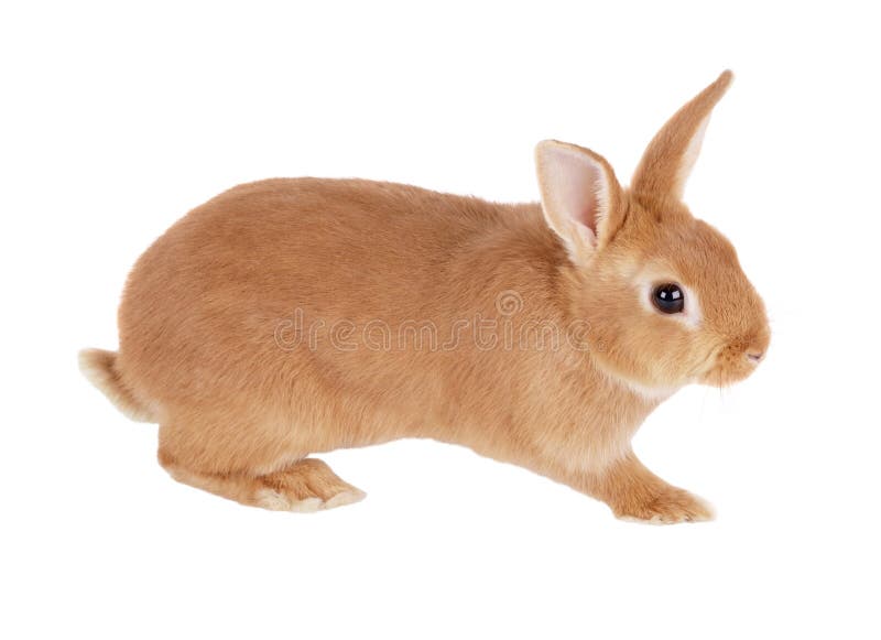 106 Photos de Jeune Lapin Roux Sur Le Blanc - Photos de stock gratuites ...