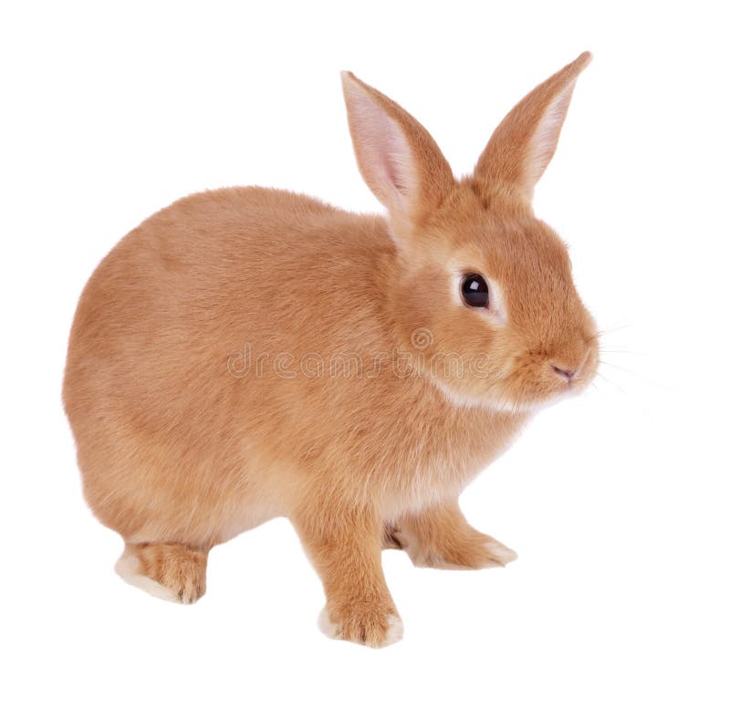 106 Photos de Jeune Lapin Roux Sur Le Blanc - Photos de stock gratuites ...