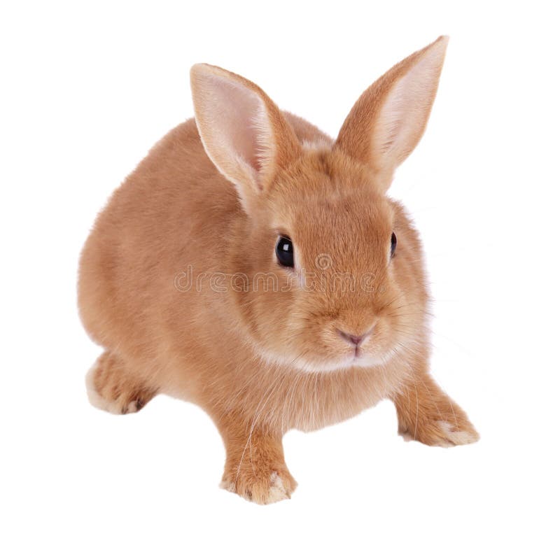 106 Photos de Jeune Lapin Roux Sur Le Blanc - Photos de stock gratuites ...
