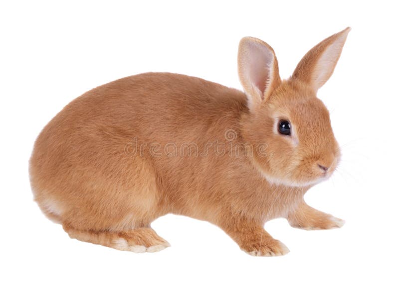 106 Photos de Jeune Lapin Roux Sur Le Blanc - Photos de stock gratuites ...