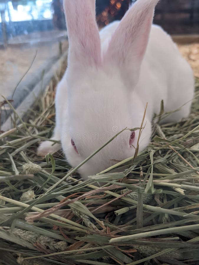 Lapin albinos photo stock. Image du pelucheux, oeil, albinos - 4941708