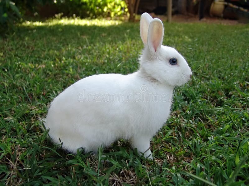 Lapin Blanc Dans Le Profil De Neige Image stock - Image du hiver, neige ...