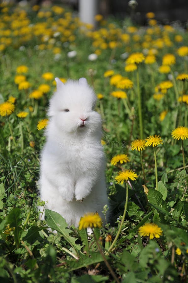 Lapin blanc photo stock. Image du chasse, viande, chasseur - 21582026