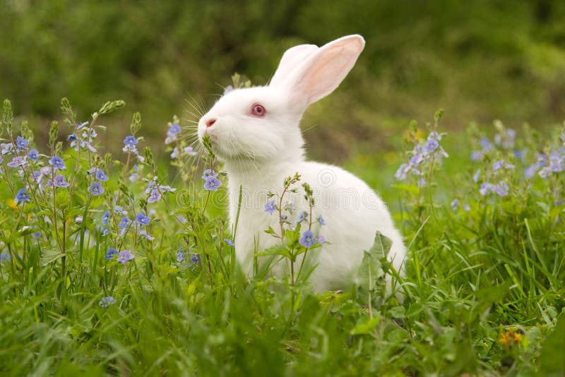 Lapin blanc image stock. Image du herbe, yeux, oreilles - 5530091