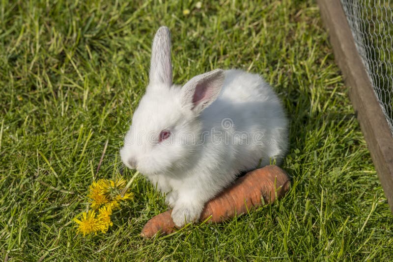 Lapin blanc albinos photo stock. Image du environnement - 41478448