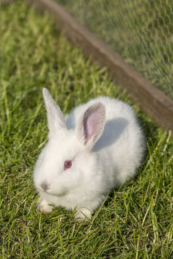 Lapin albinos photo stock. Image du rouge, poilu, albinos - 4941708