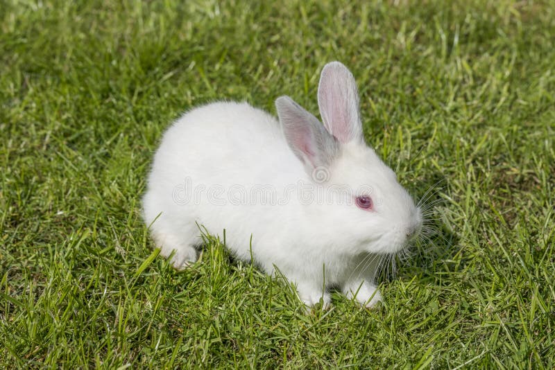 Lapin et potirons albinos image stock. Image du faune - 16566343