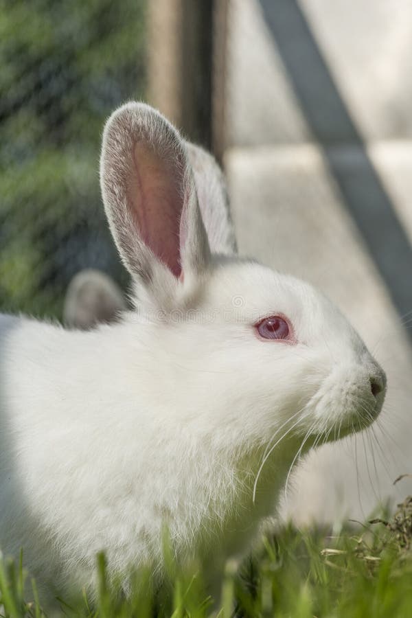 Lapin blanc albinos photo stock. Image du propre, pelucheux - 41478564
