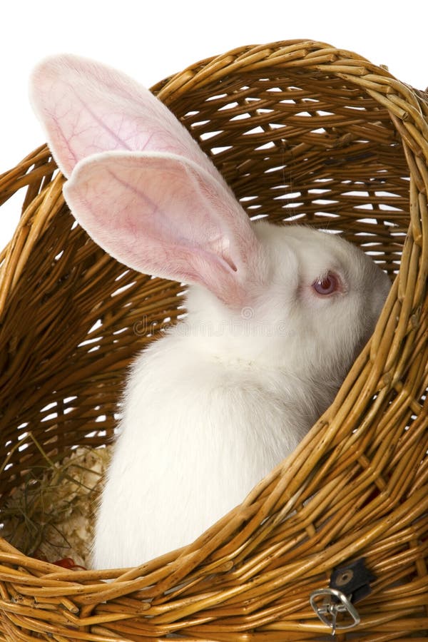 Lapin Blanc Albinos Dans Le Panier Photo stock - Image du rouge ...