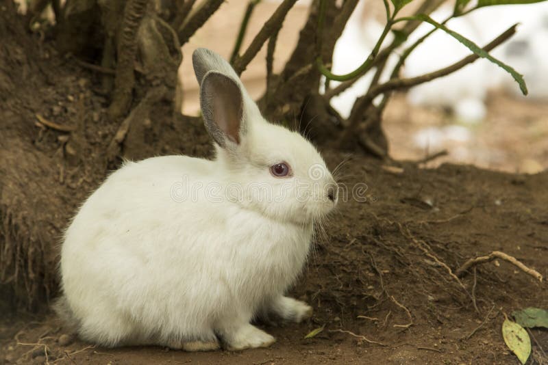 Lapin Blanc Avec Les Yeux Rouges Photo stock - Image du chéri, oreilles ...