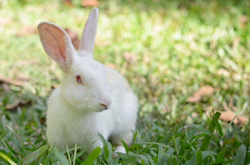 Lapin blanc dans l'herbe photo stock. Image du blanc - 46308806