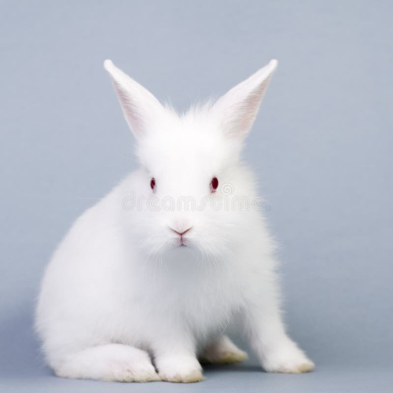 Portrait D'un Lapin Blanc Albinos Photo stock - Image du lapin, blanc ...