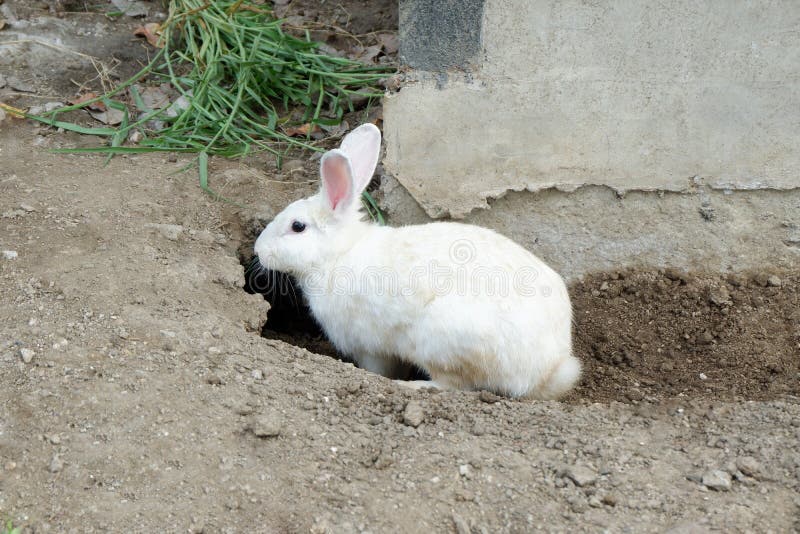Terrier De Lapin N Un Champ Photo stock - Image du vermine, trou: 70623192