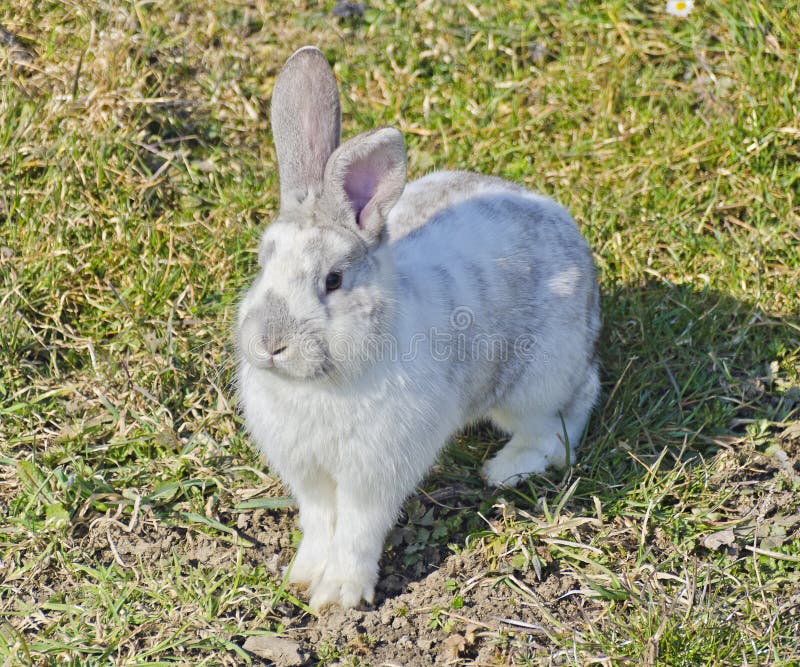Lapin blanc gris photo stock. Image du petit, ensoleillé - 53083746
