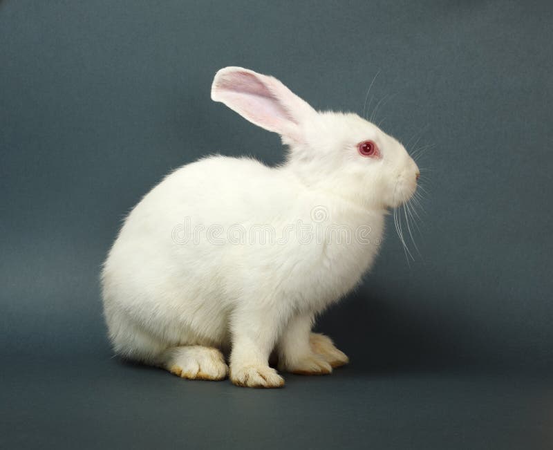 Lapin Blanc Aux Yeux Rouges Assis Dans Une Cage. Photo stock - Image of ...