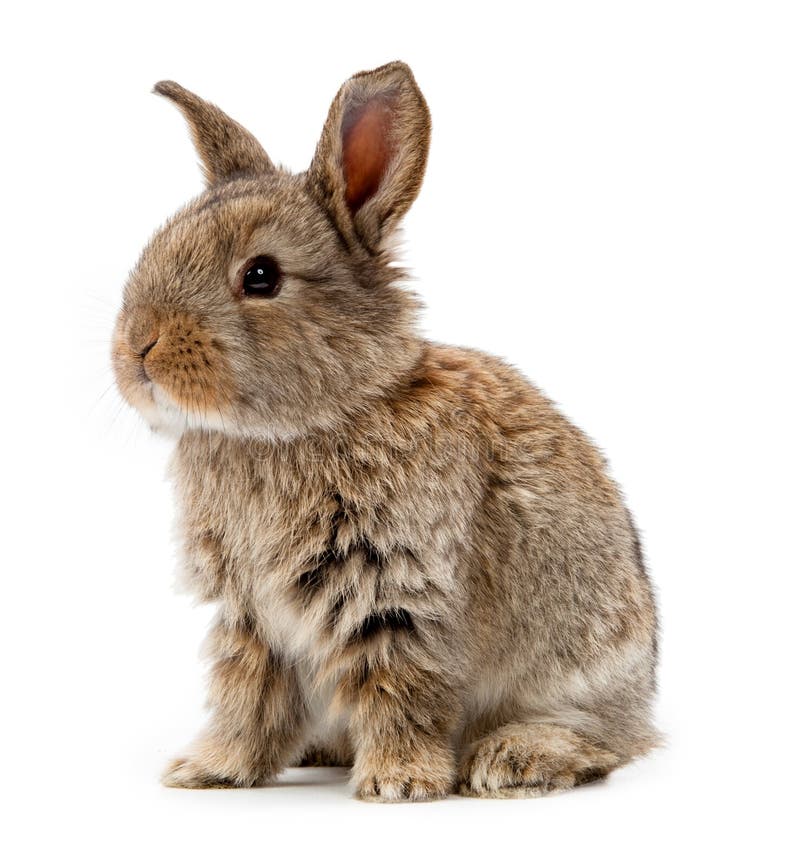 Lapin D'isolement Sur Un Fond Blanc Photo stock - Image du lapin, fond ...