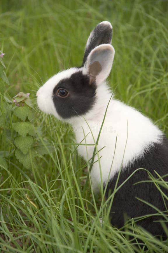Lapin dans l'herbe image stock. Image of oeufs, curieux - 2803205