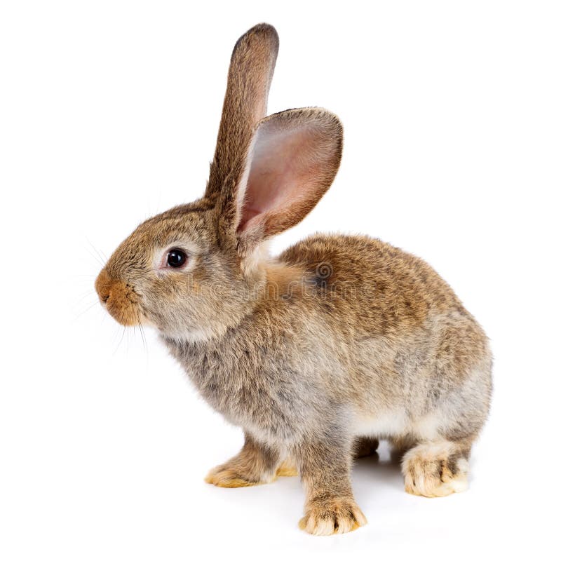 Lapin De Brown Sur Le Fond Blanc Photo stock - Image du brun, fond ...