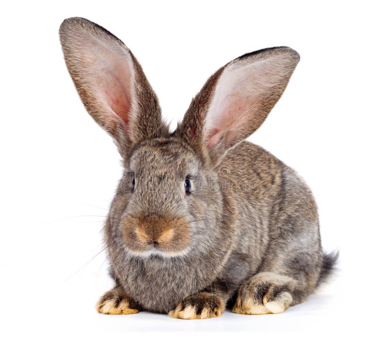 Lapin De Brown Sur Le Fond Blanc Image stock - Image du oreille ...