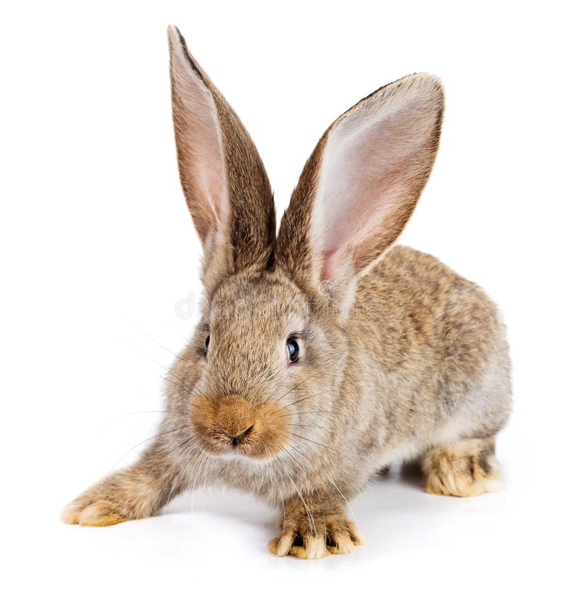 Lapin De Brown Sur Le Fond Blanc Photo stock - Image du fond, oreille ...