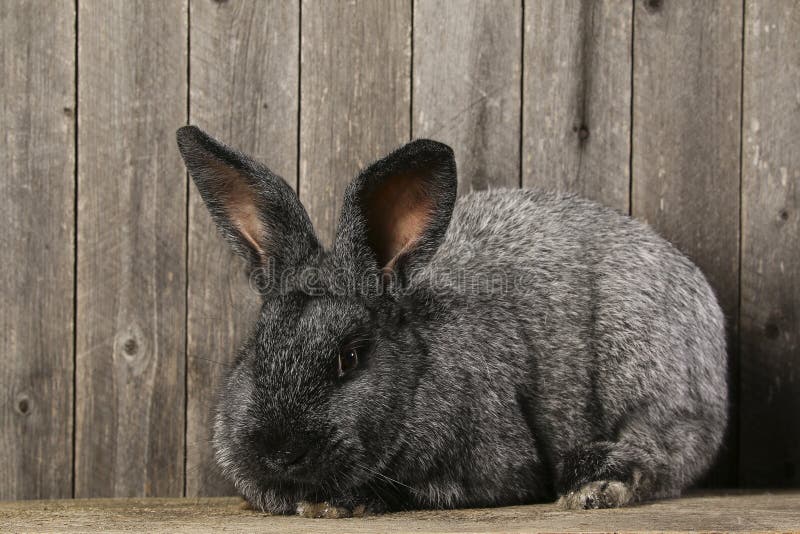 Lapin Gris Avec Le Chapeau De Santa Image stock - Image du agriculture ...