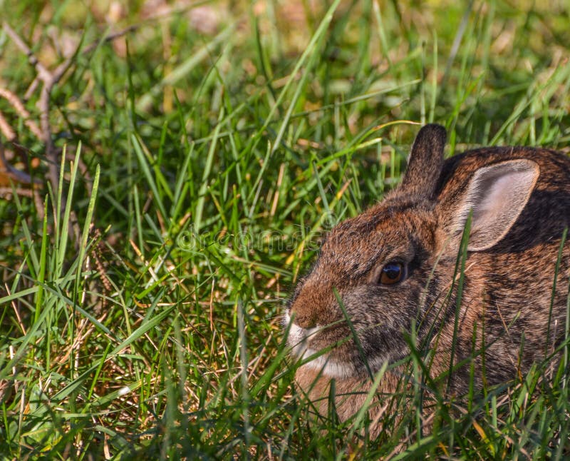 Lapin de lapin sauvage photo stock. Image du contenu - 89858878