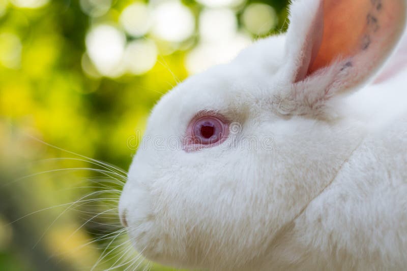 Lapin Domestique Blanc Aux Yeux Rouges Image stock - Image of yeux ...