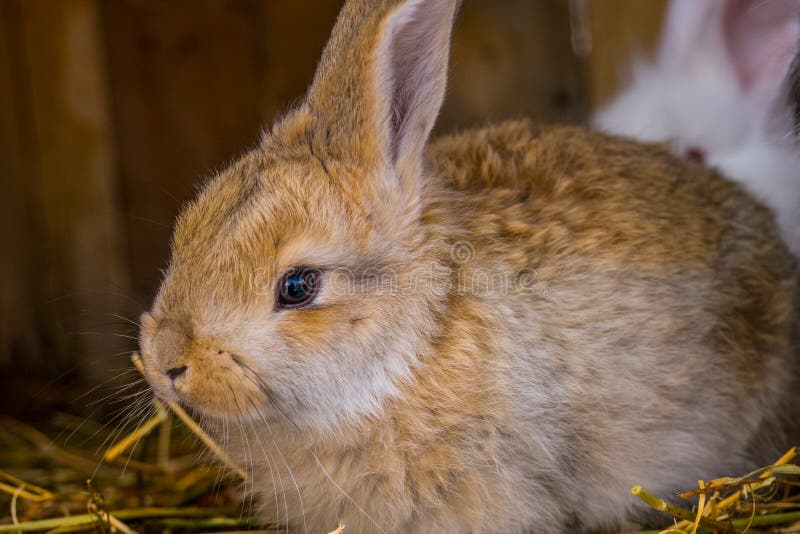 Lapin domestique image stock. Image du amuser, fond, domestique - 6977501