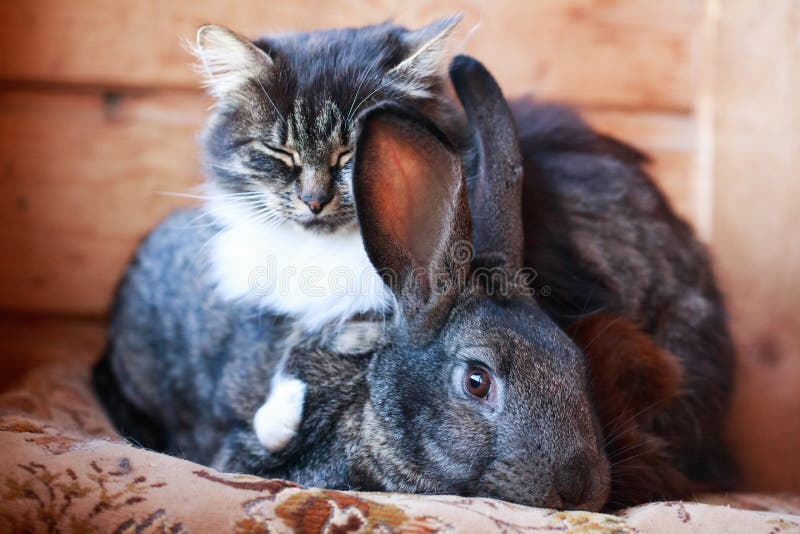 6,868 Photos de Chat Et Lapin - Photos de stock gratuites et libres de ...