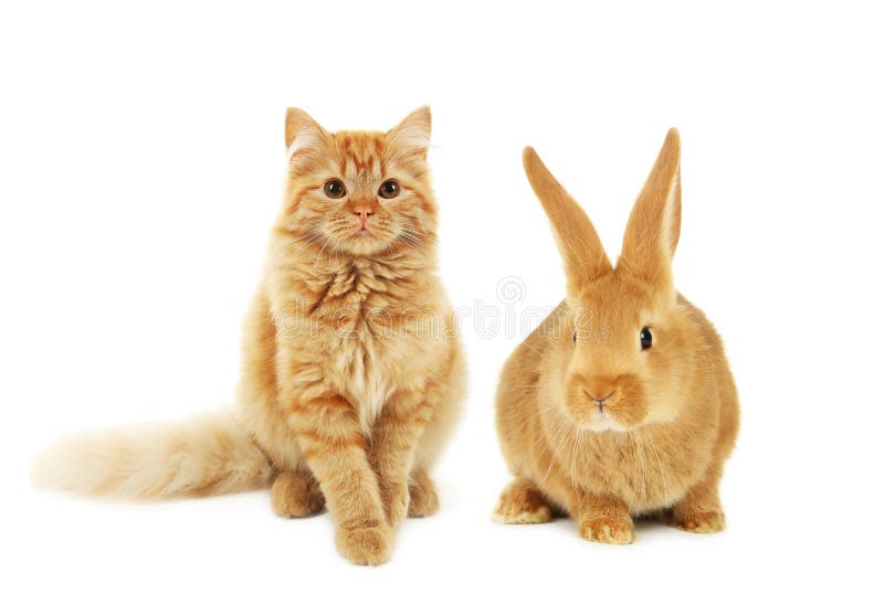 1,384 Chat Et Lapin Photos libres de droits et gratuites de Dreamstime