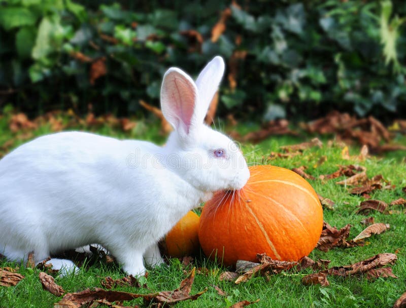Lapin et potirons albinos image stock. Image du faune - 16566343