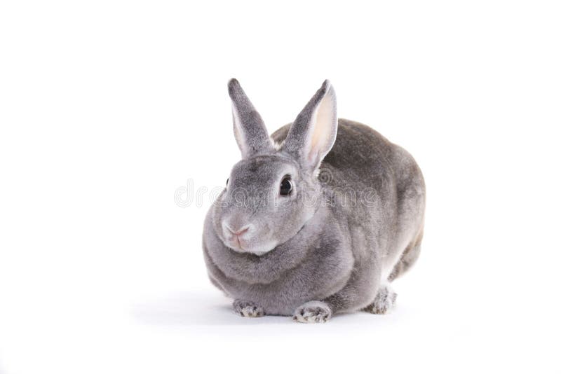 Lapin gris image stock. Image du brun, blanc, séance - 10324471
