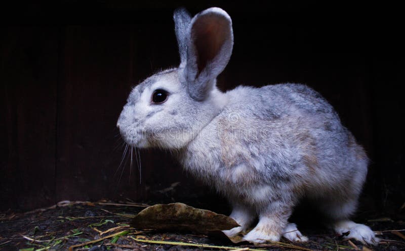 Lapin gris image stock. Image du blanc, centrale, nature - 14787187